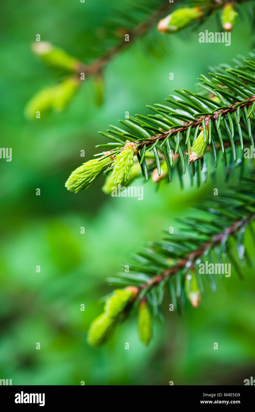 Spruce sprout close up hi-res stock photography and images - Alamy