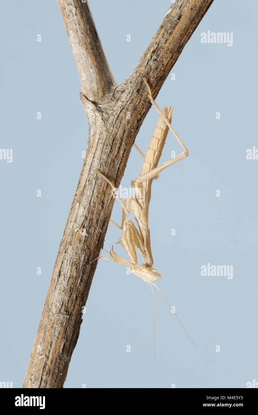 small mantis on a branch Stock Photo - Alamy