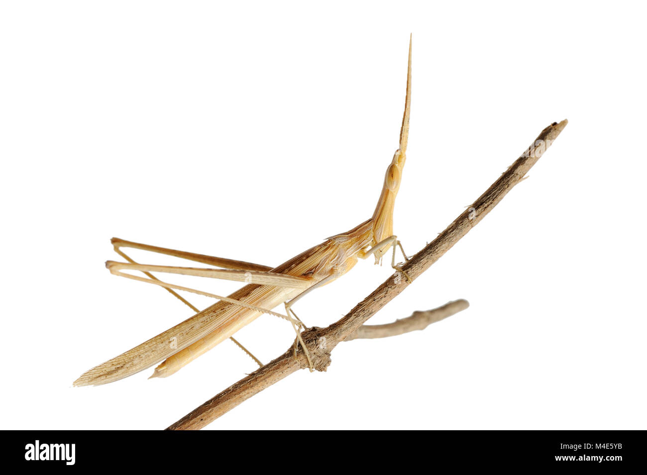 Acrida on a branch, isolated Stock Photo - Alamy