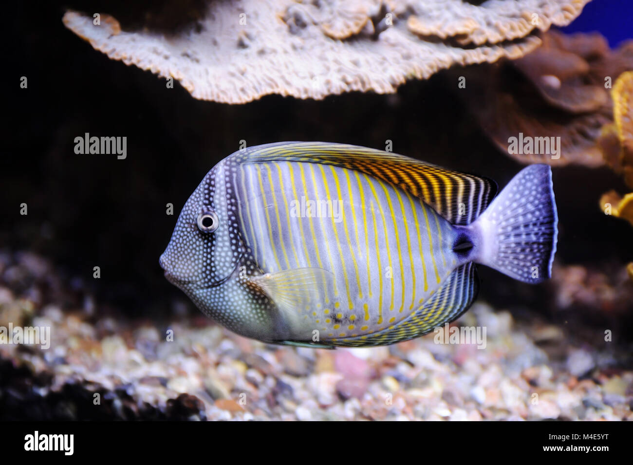 Butterflyfish in Red Sea Stock Photo - Alamy