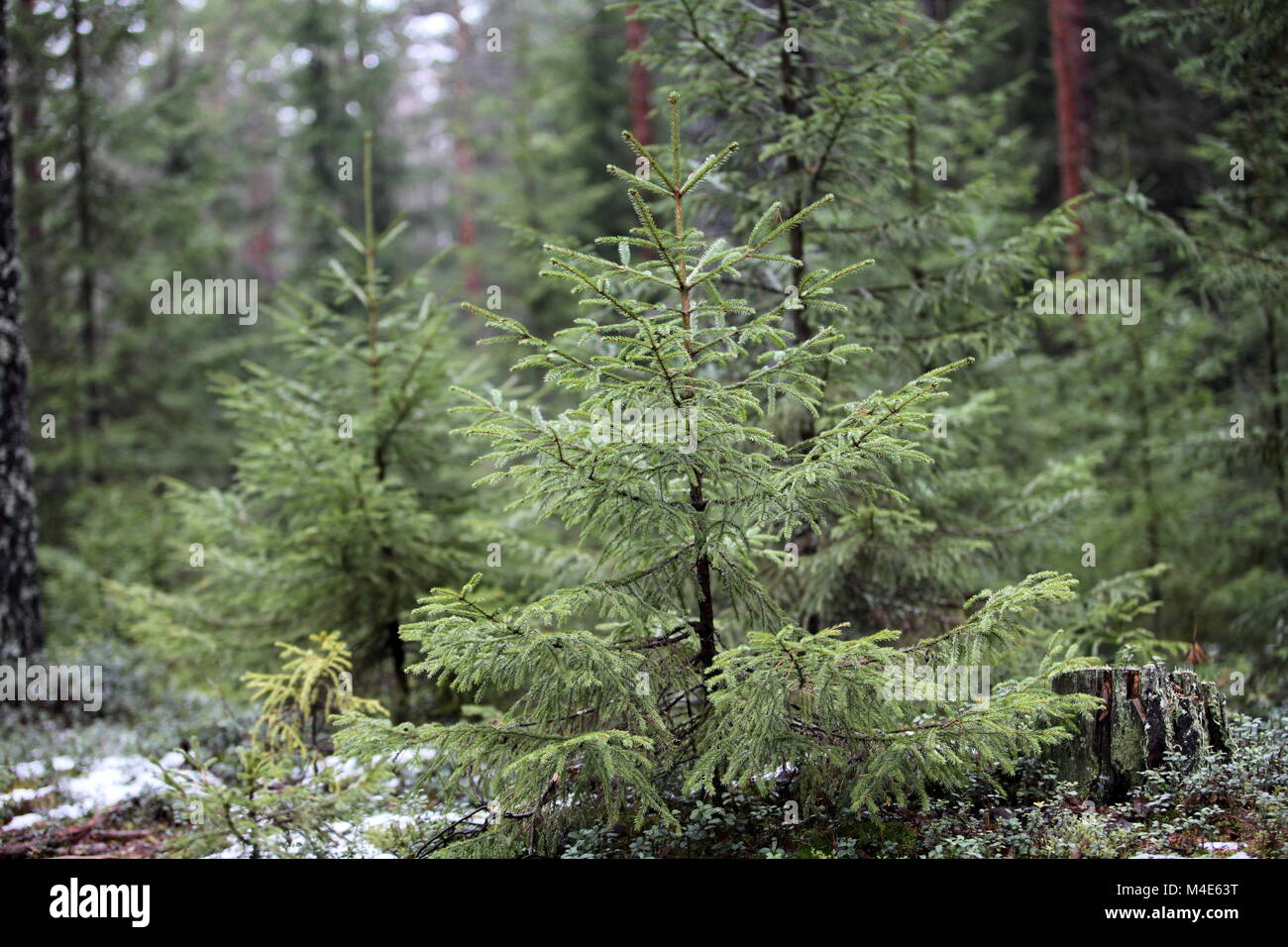 Small green spruce tree hi-res stock photography and images - Alamy