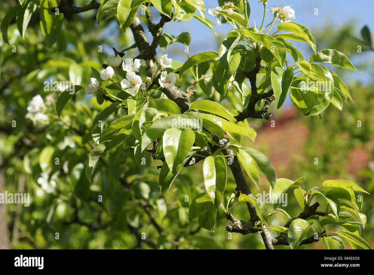 Pyrus communis, Pear Tree, Blossoms and fresh leaves Stock Photo - Alamy