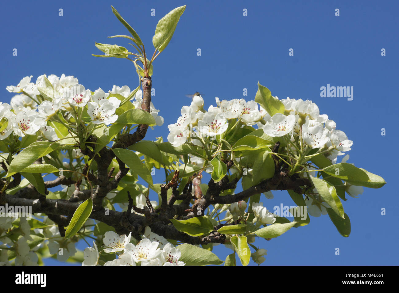Pyrus communis, Pear Tree, Blossoms and fresh leaves Stock Photo - Alamy