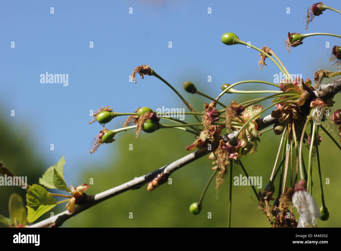 Prunus avium, Sweet Cherry, fructified blossoms Stock Photo - Alamy
