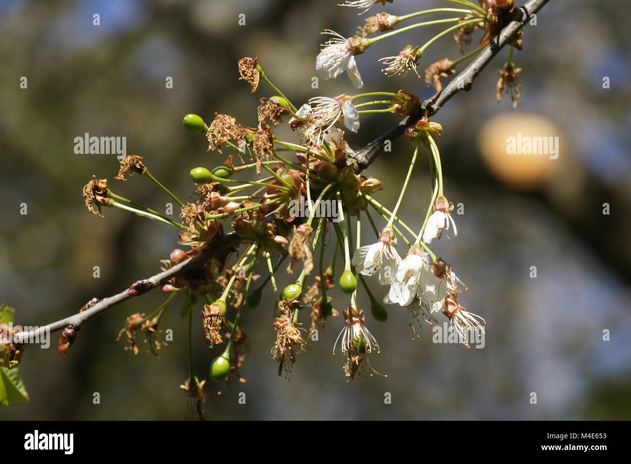 Prunus avium, Sweet Cherry, fructified blossoms Stock Photo - Alamy
