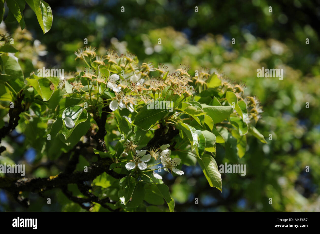 Pyrus communis, Pear Tree, fructified blossoms Stock Photo - Alamy