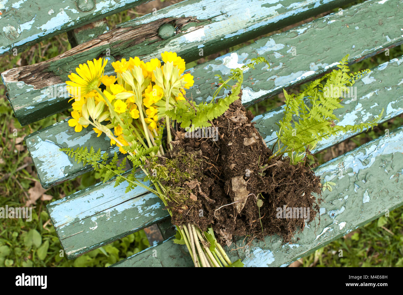 Fresh forest flowers on blue boards Stock Photo - Alamy