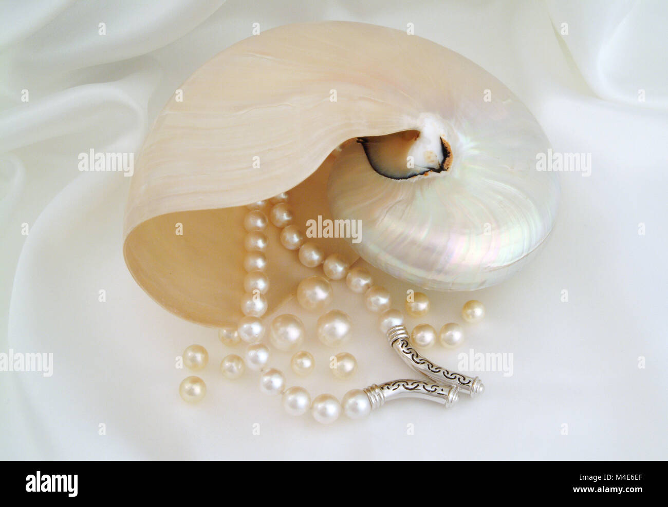 White south seas pinctada pearls necklace a sea shell Stock Photo - Alamy