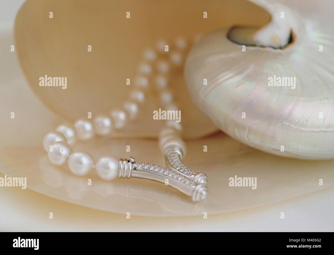 White south seas pinctada pearls necklace a sea shell Stock Photo - Alamy