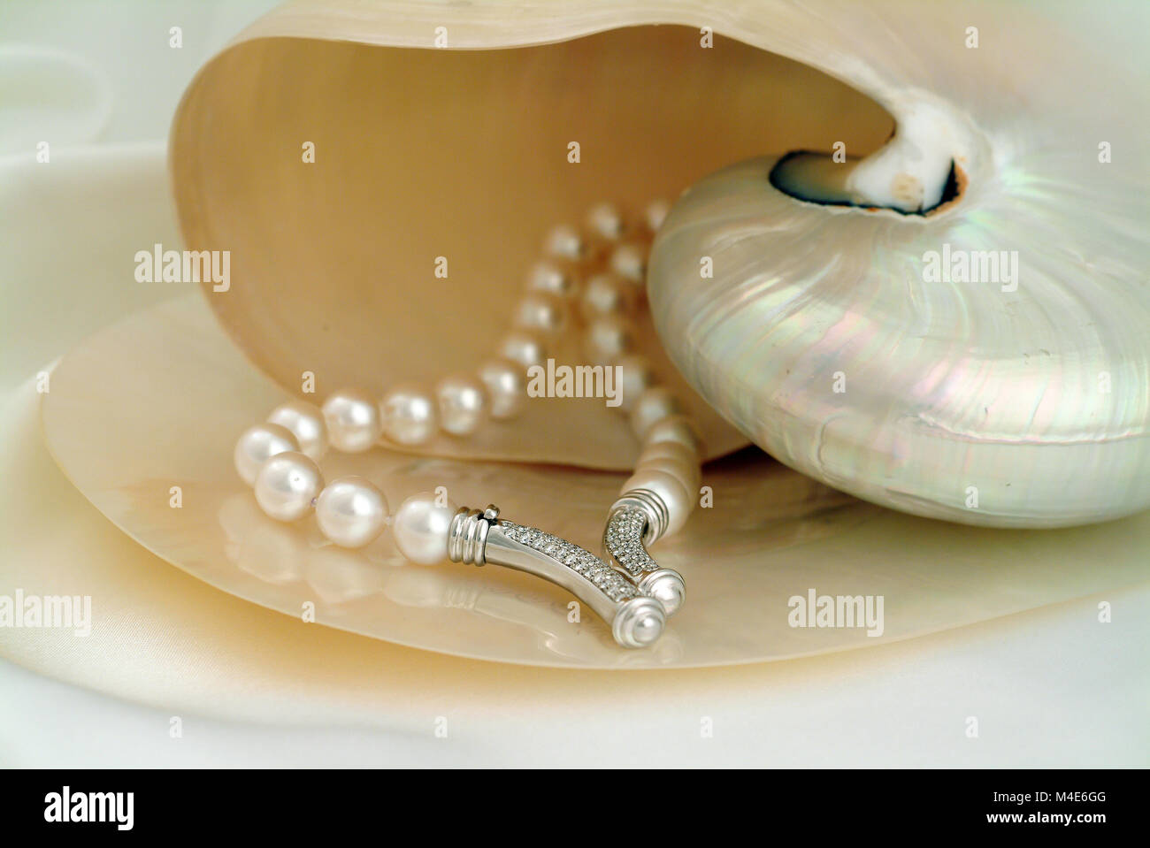 White south seas pinctada pearls necklace a sea shell Stock Photo - Alamy