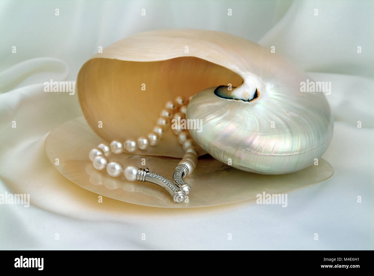 White south seas pinctada pearls necklace a sea shell Stock Photo - Alamy