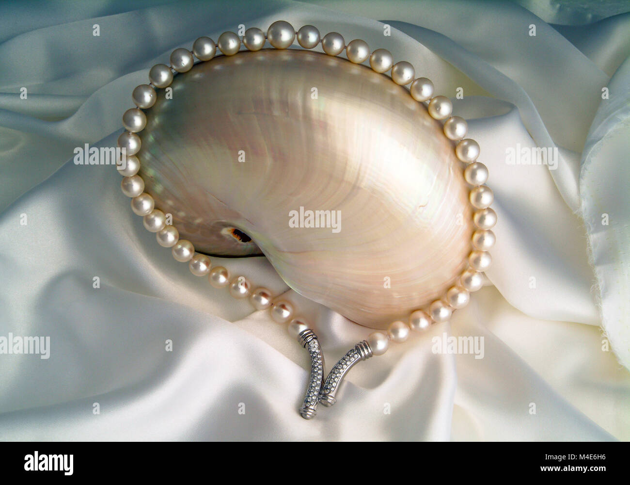 White south seas pinctada pearls necklace a sea shell Stock Photo - Alamy