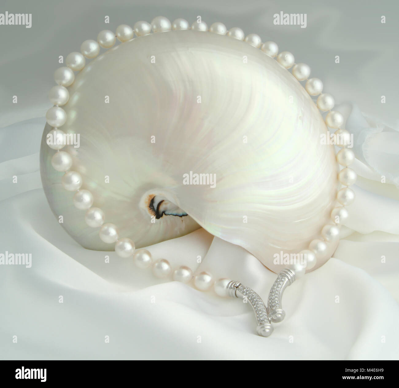 White south seas pinctada pearls necklace a sea shell Stock Photo - Alamy