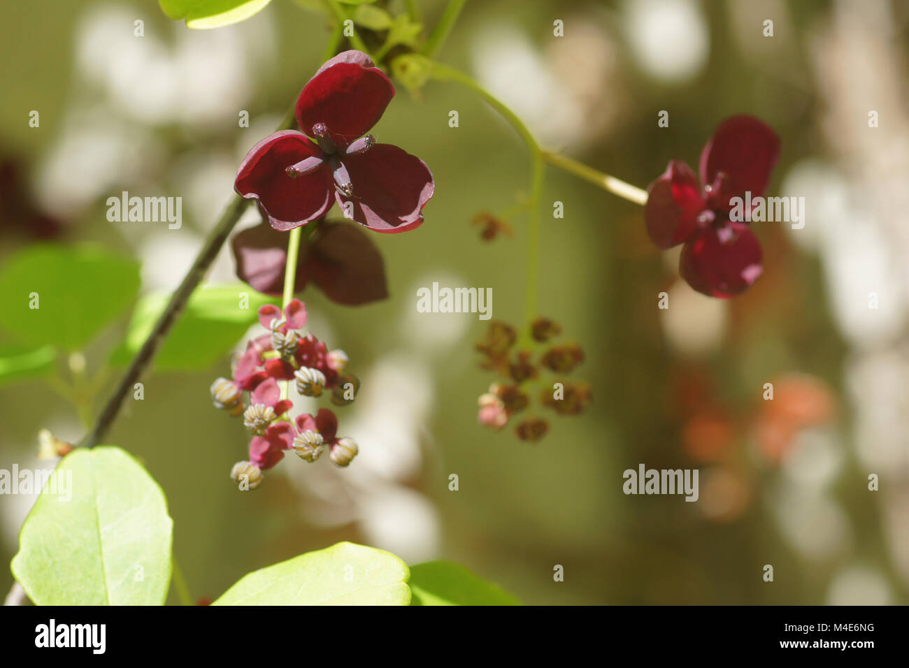 Akebia quinata, Five-leaf Akebia Stock Photo - Alamy