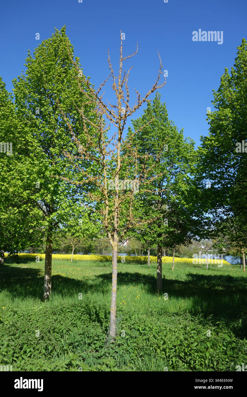 Ginkgo ginkgo biloba blossoms hi-res stock photography and images - Alamy