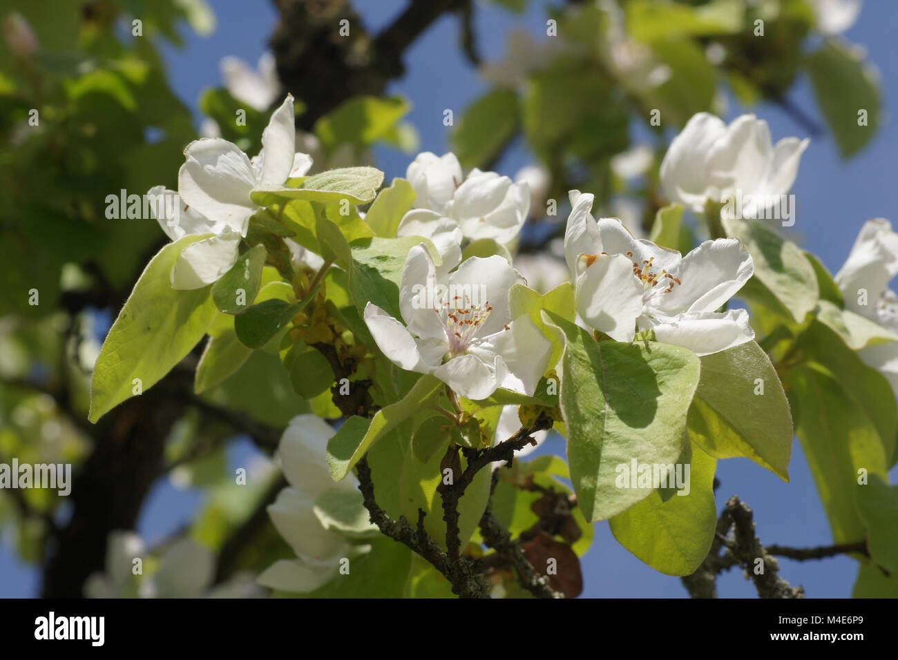 Cydonia oblonga flowers hi-res stock photography and images - Alamy