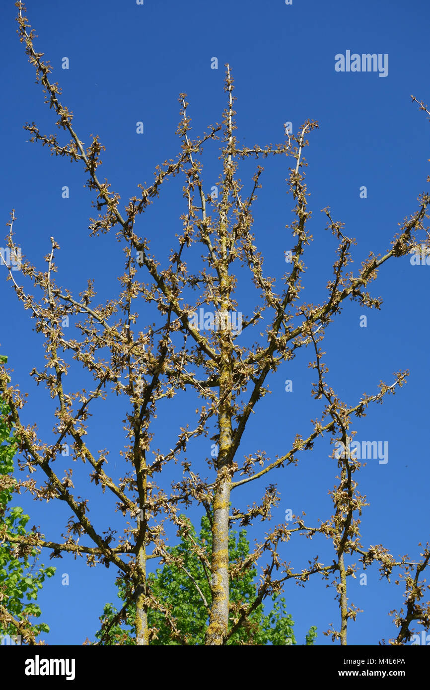 Ginkgo ginkgo biloba blossoms hi-res stock photography and images - Alamy