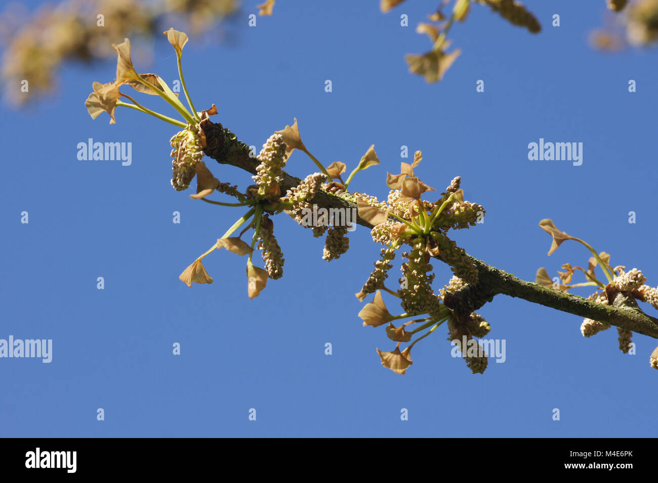 Ginkgo ginkgo biloba blossoms hi-res stock photography and images - Alamy