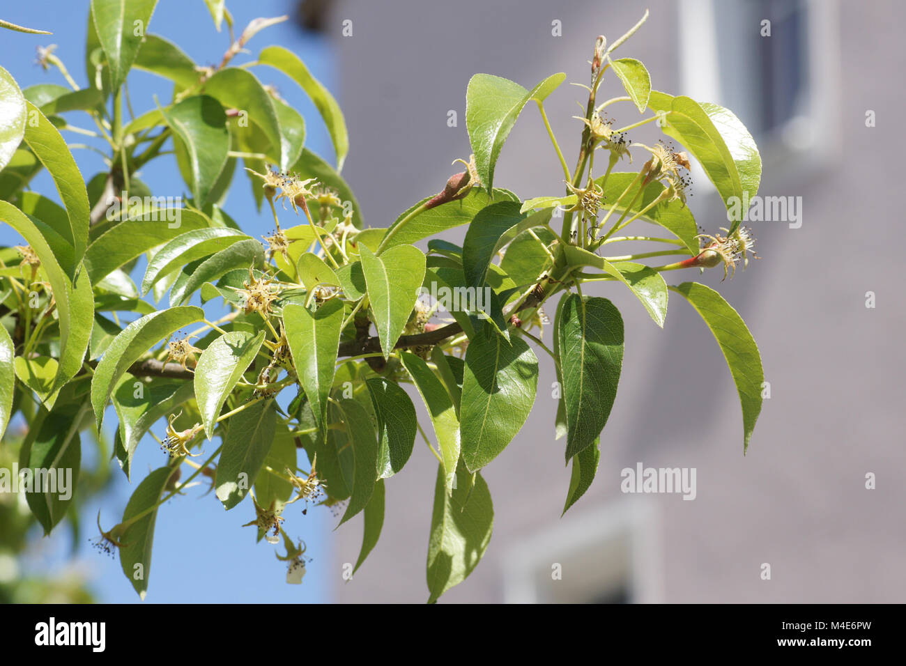 Pyrus communis leaves hi-res stock photography and images - Alamy
