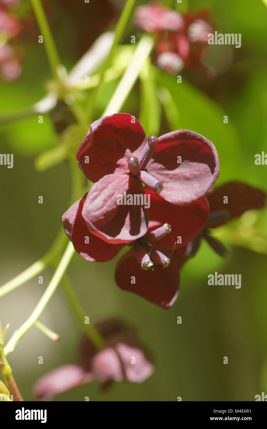 Akebia quinata, Five-leaf Akebia Stock Photo - Alamy