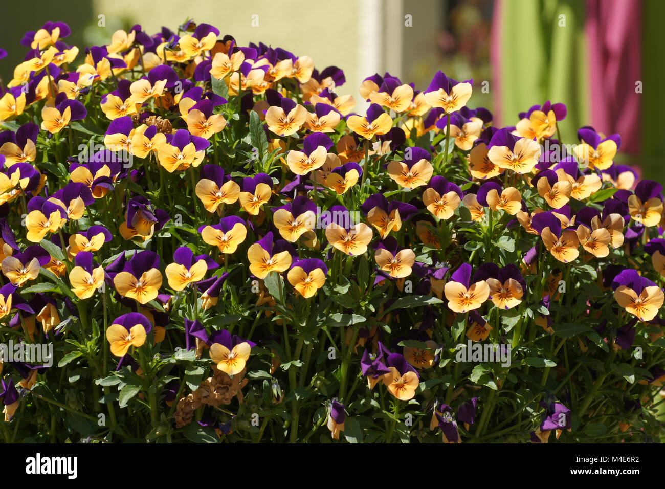 Viola cornuta, Horned Violet Stock Photo - Alamy