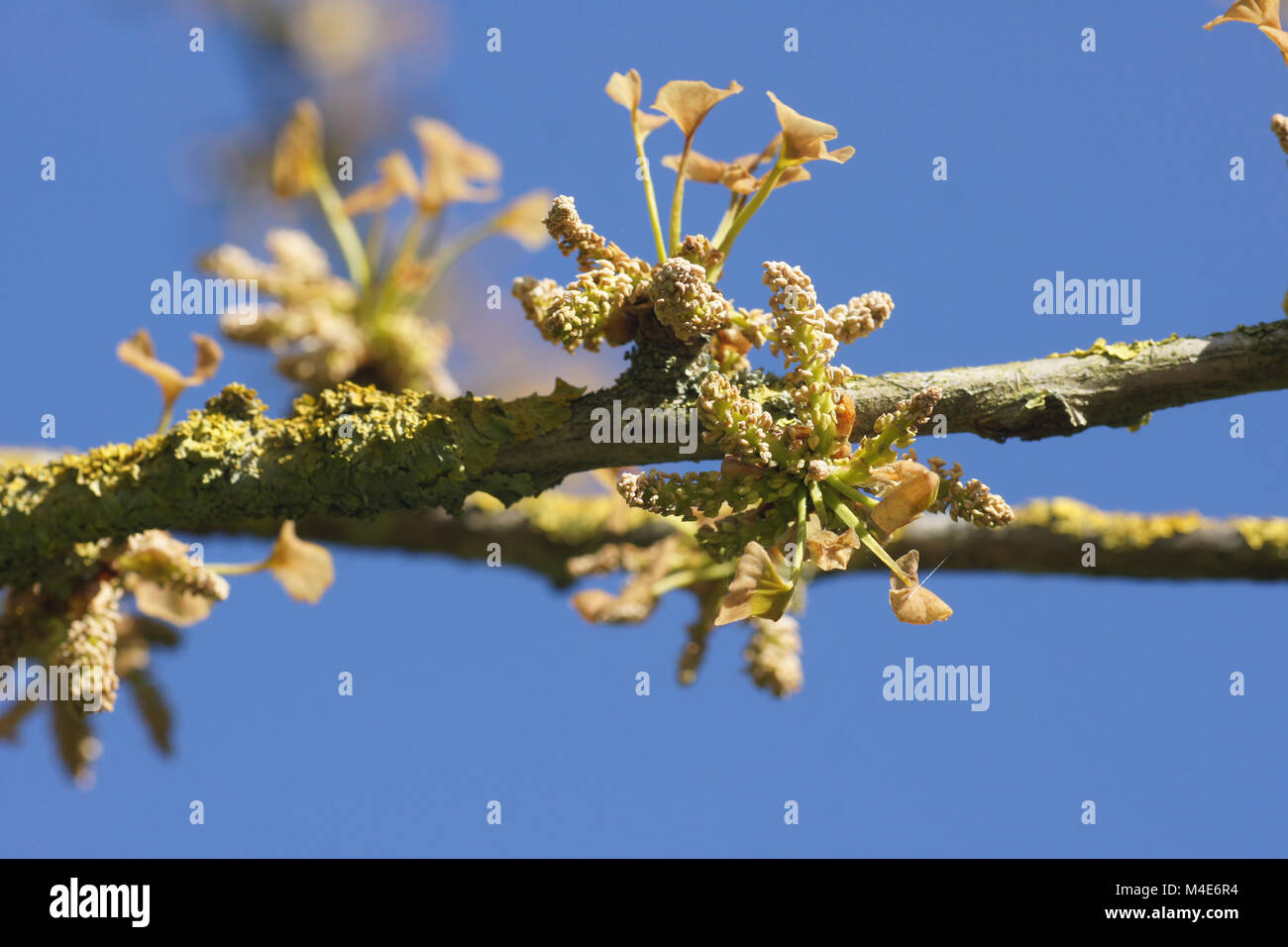 Ginkgo ginkgo biloba blossoms hi-res stock photography and images - Alamy