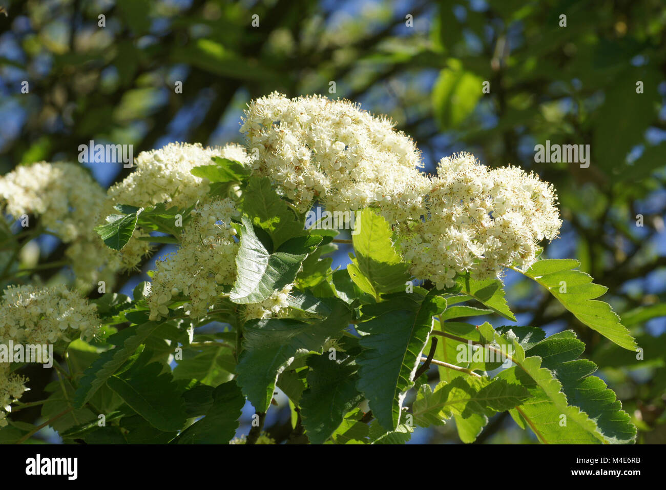 Sorbus x intermedia, Swedish White Beam Stock Photo - Alamy
