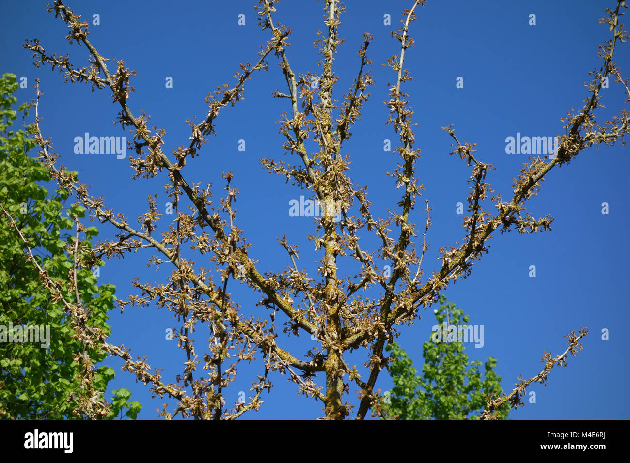 Ginkgo Biloba Flower