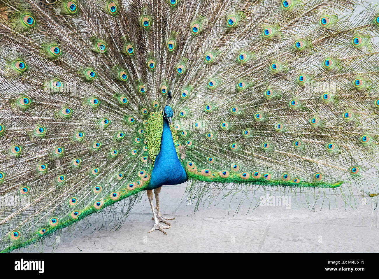 proud as a peacock Stock Photo - Alamy