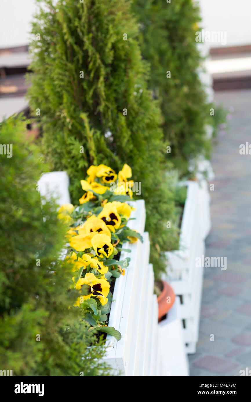 Street cafe flowers and herbs decor concept Stock Photo - Alamy