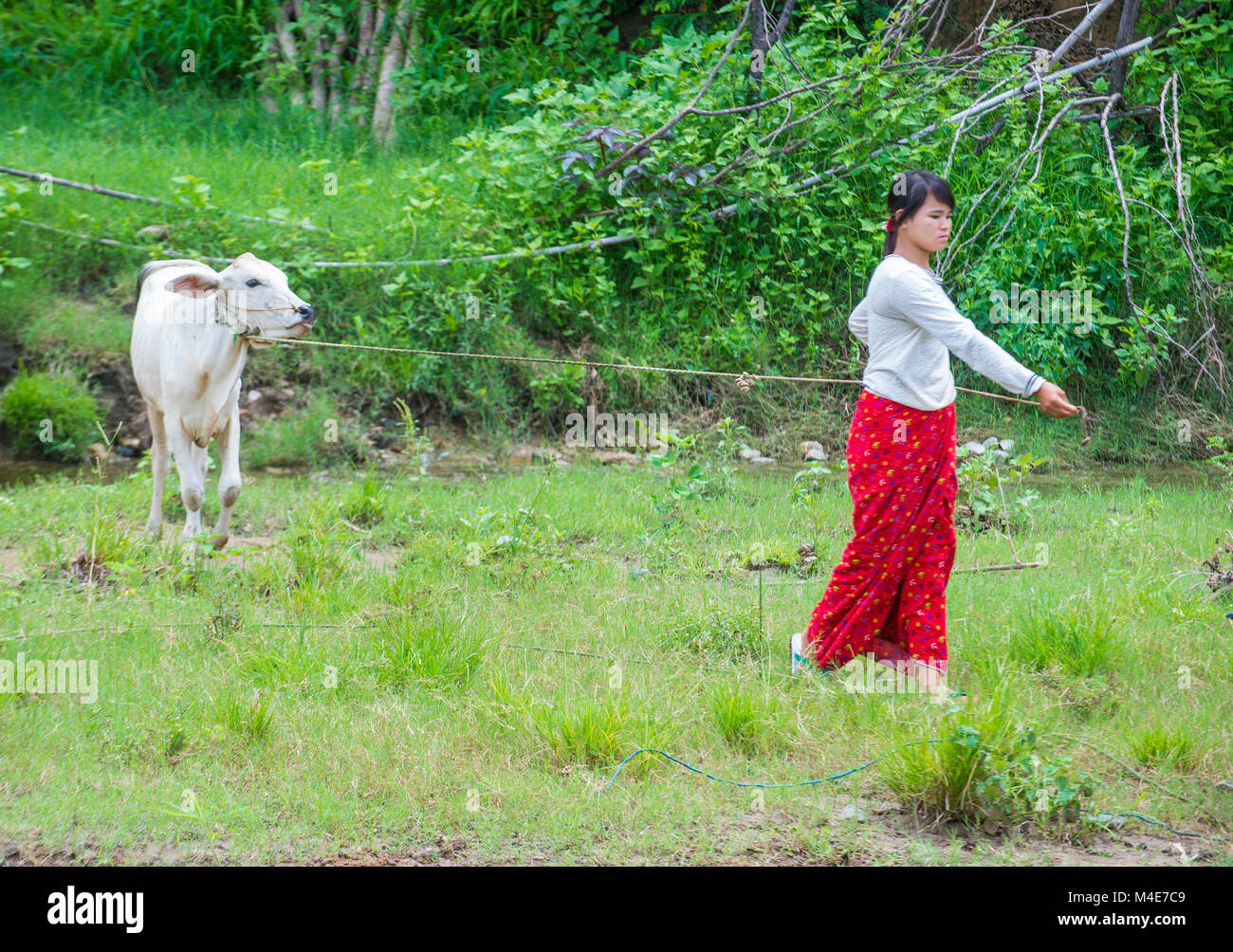 Burmese shepherd in a pasture with a cow in Shan state Myanmar Stock ...