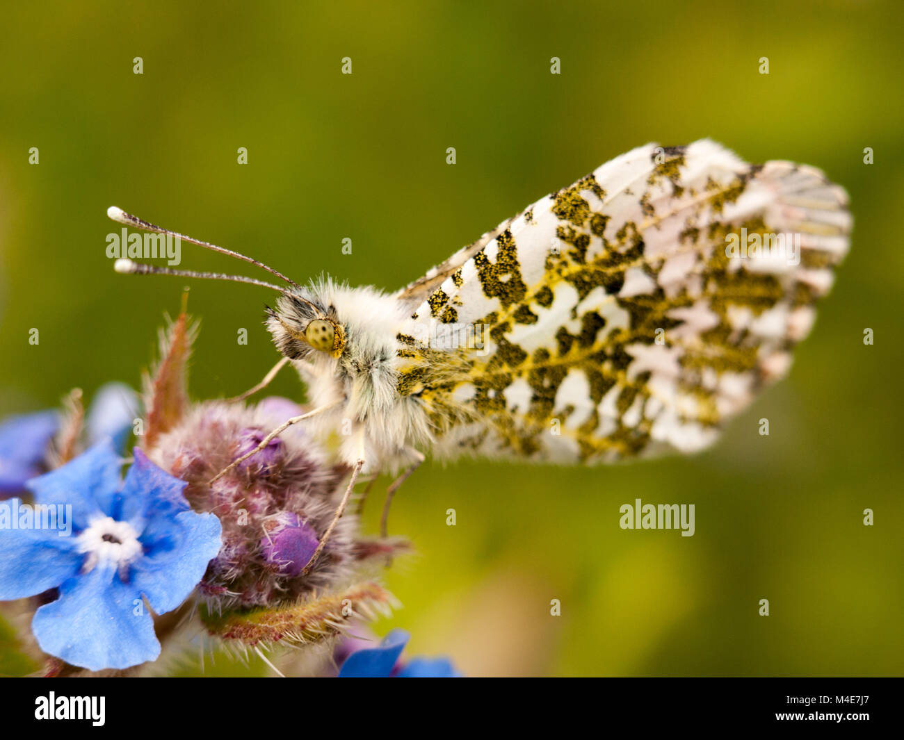 Butterfly antenna hi-res stock photography and images - Alamy