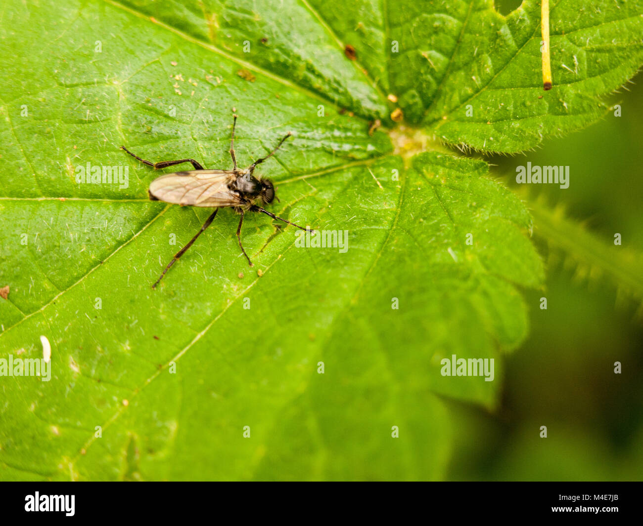 normal fly resting on a leaf Stock Photo - Alamy