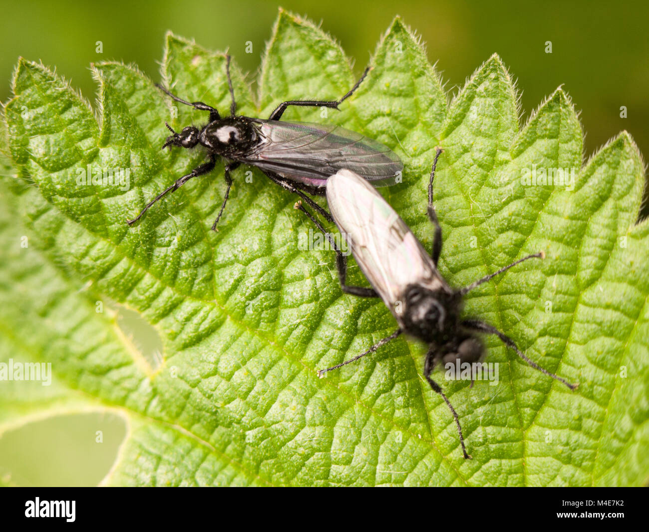 Hairy flies hi-res stock photography and images - Alamy