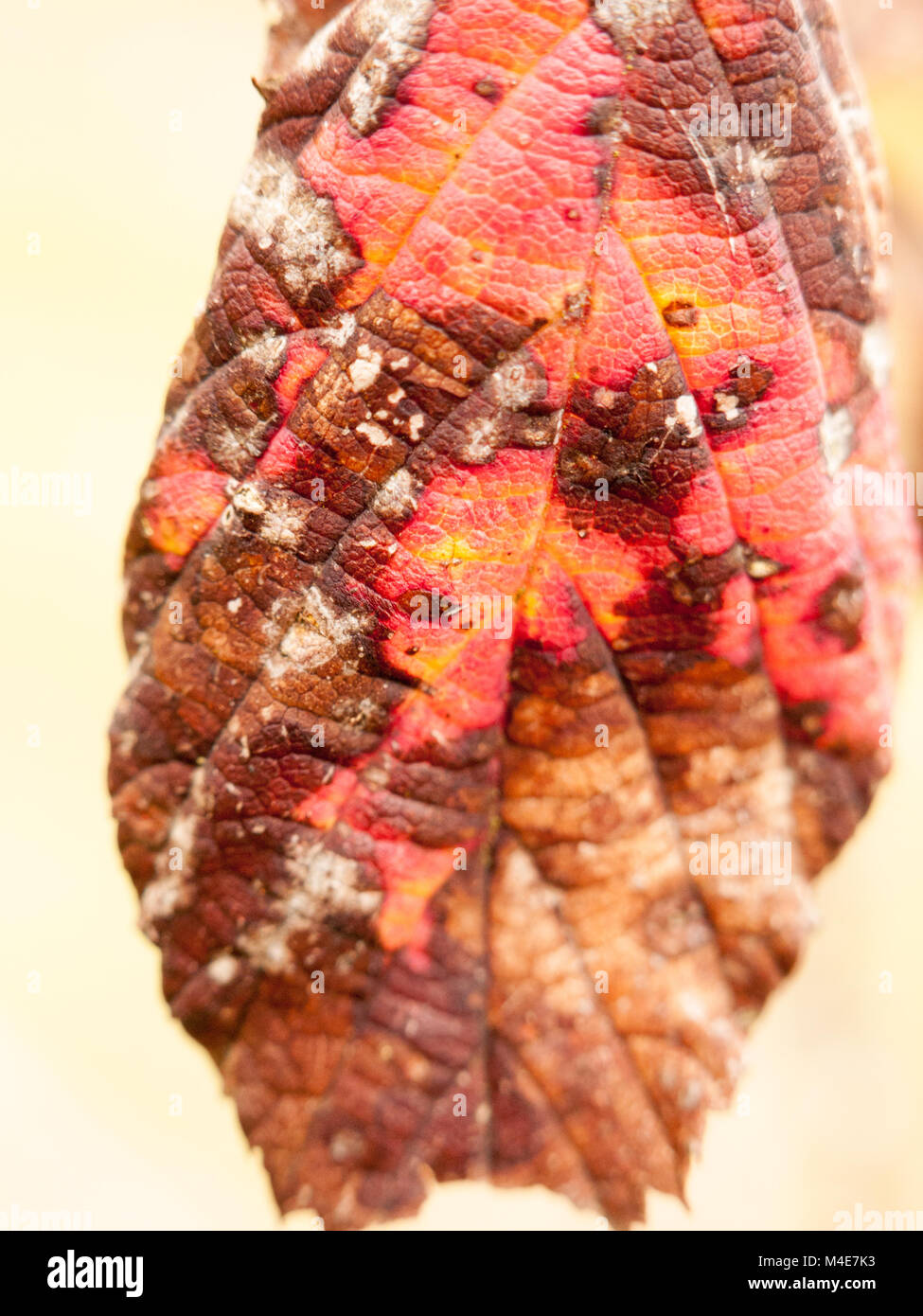 Diseased leaf hi-res stock photography and images - Alamy