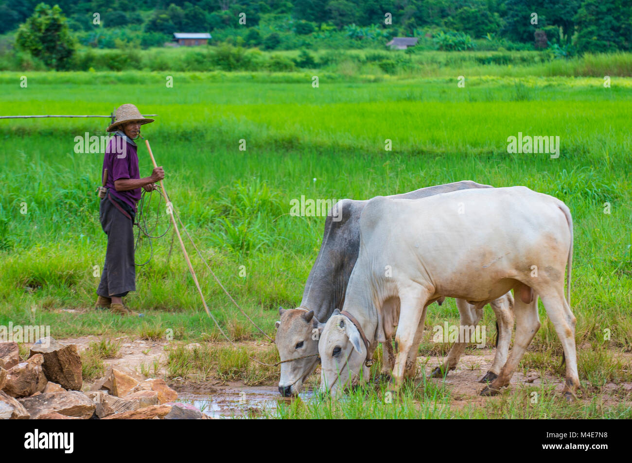 Burmese shepherd in a pasture with a cows in Shan state Myanmar Stock ...