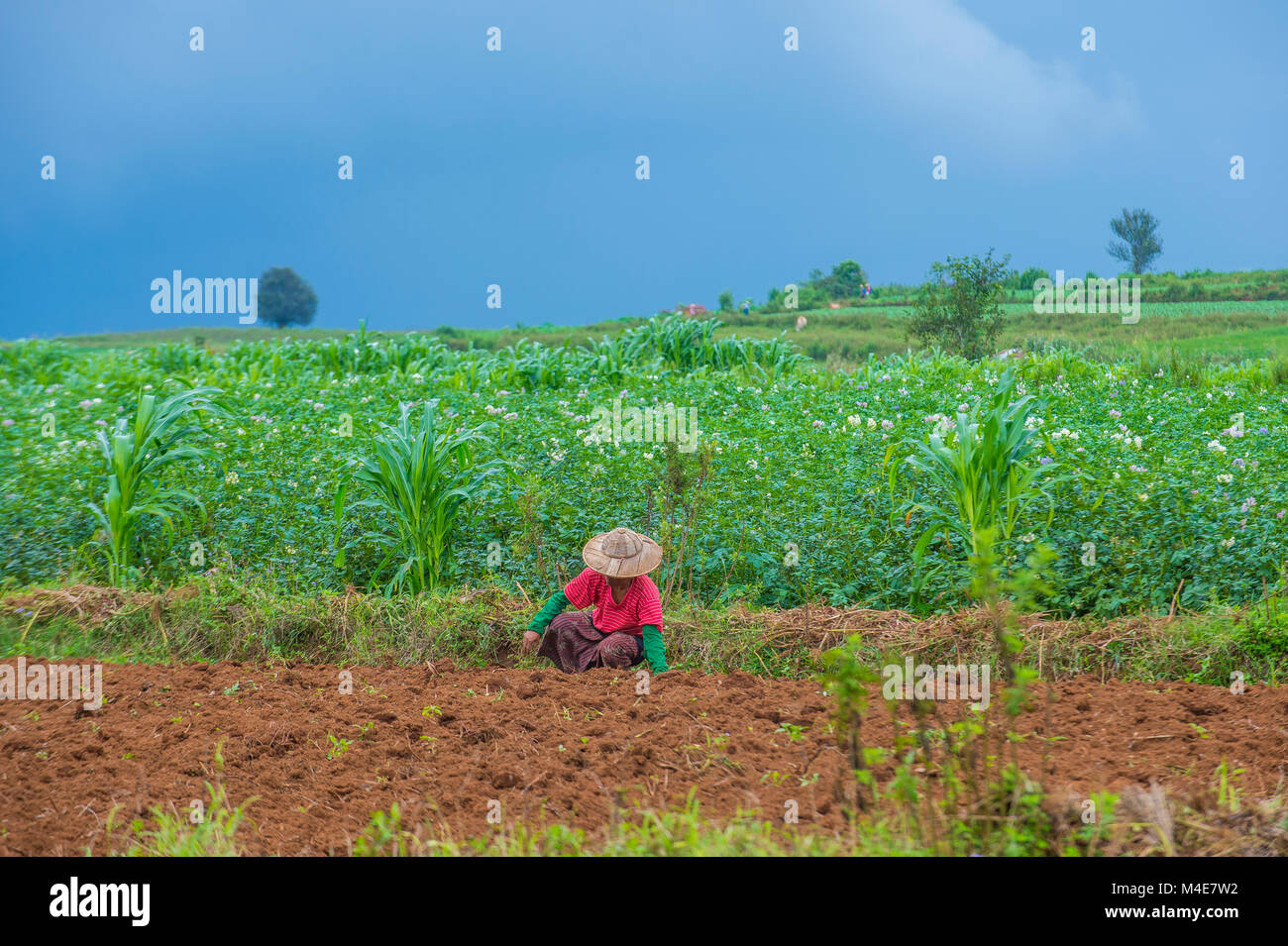 Burmese farmer working on a field in Shan state Myanmar Stock Photo - Alamy