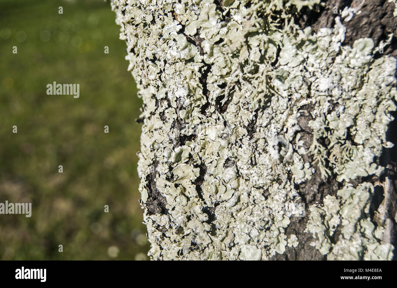 Lichen on dry tree hi-res stock photography and images - Alamy