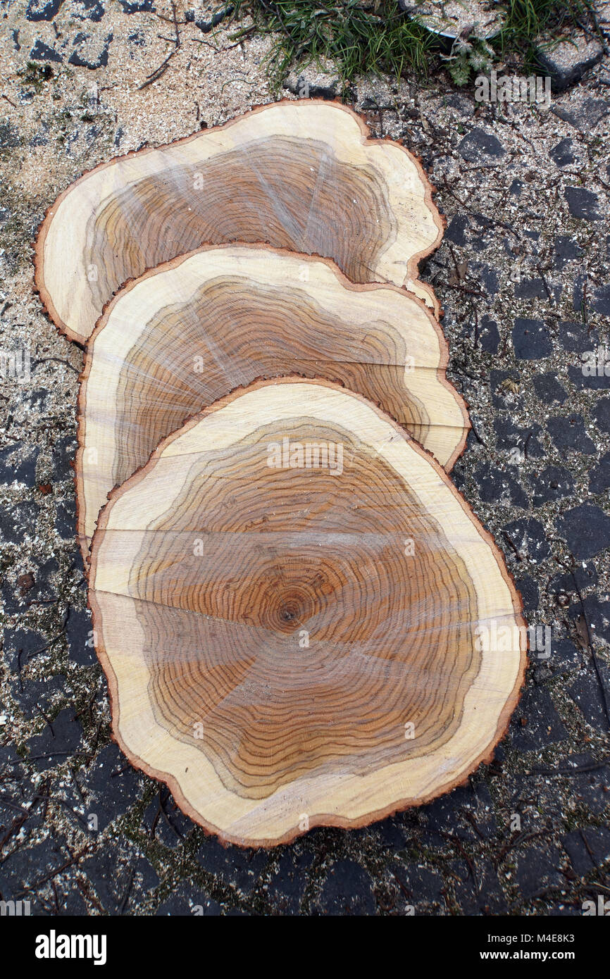 felling of an oak tree in the garden Stock Photo - Alamy