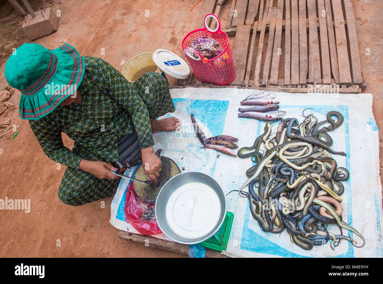Cambodian woman selling snakes in a market in Siem Reap Cambodia Stock ...