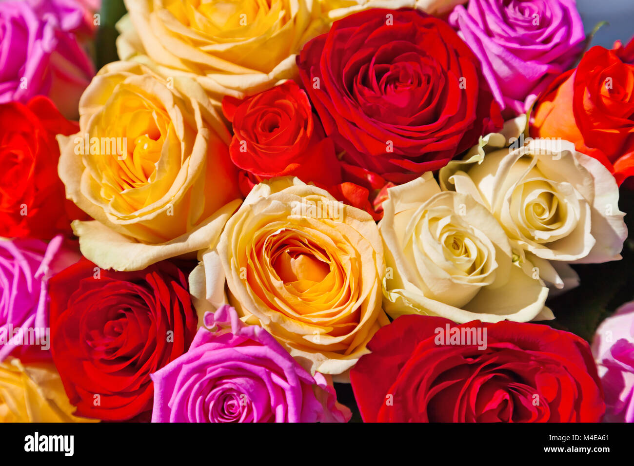 Multicolored roses background Stock Photo - Alamy