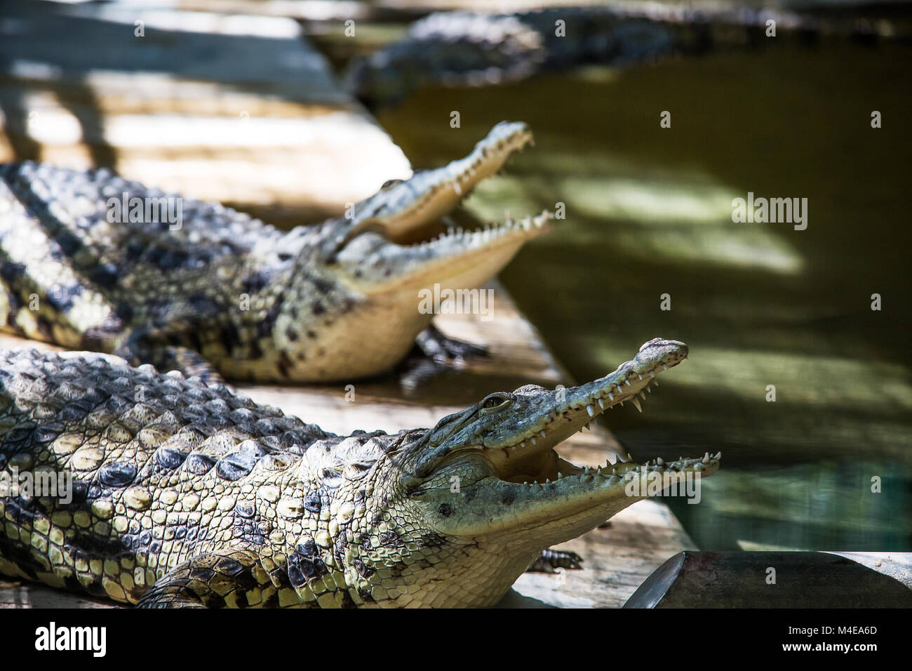 Wildlife in israel hi-res stock photography and images - Alamy