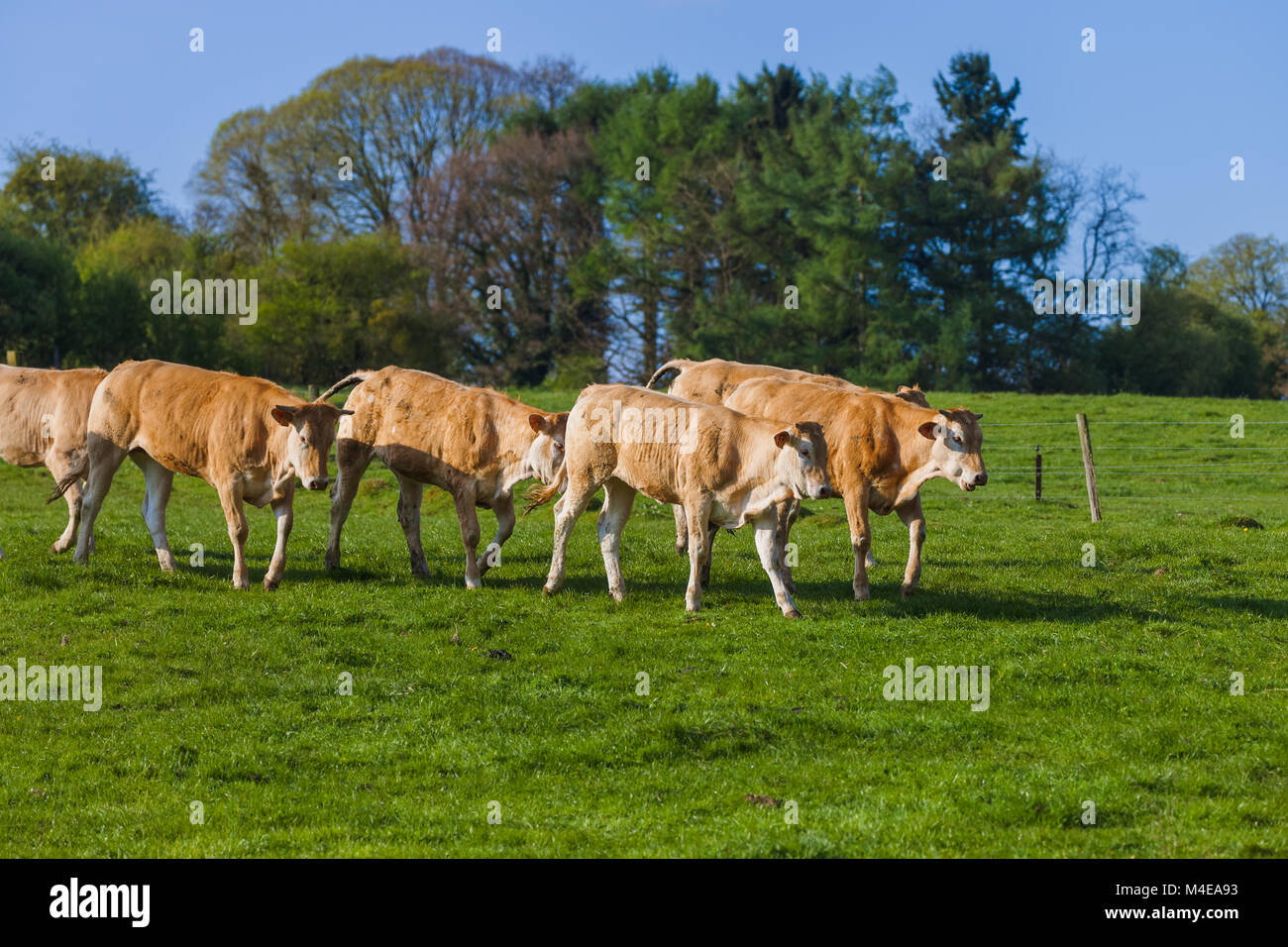 Grass cows hi-res stock photography and images - Alamy