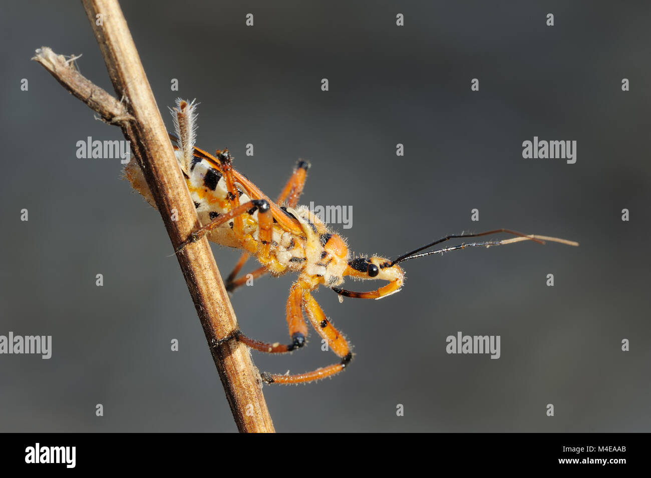 Bug on bug hi-res stock photography and images - Alamy