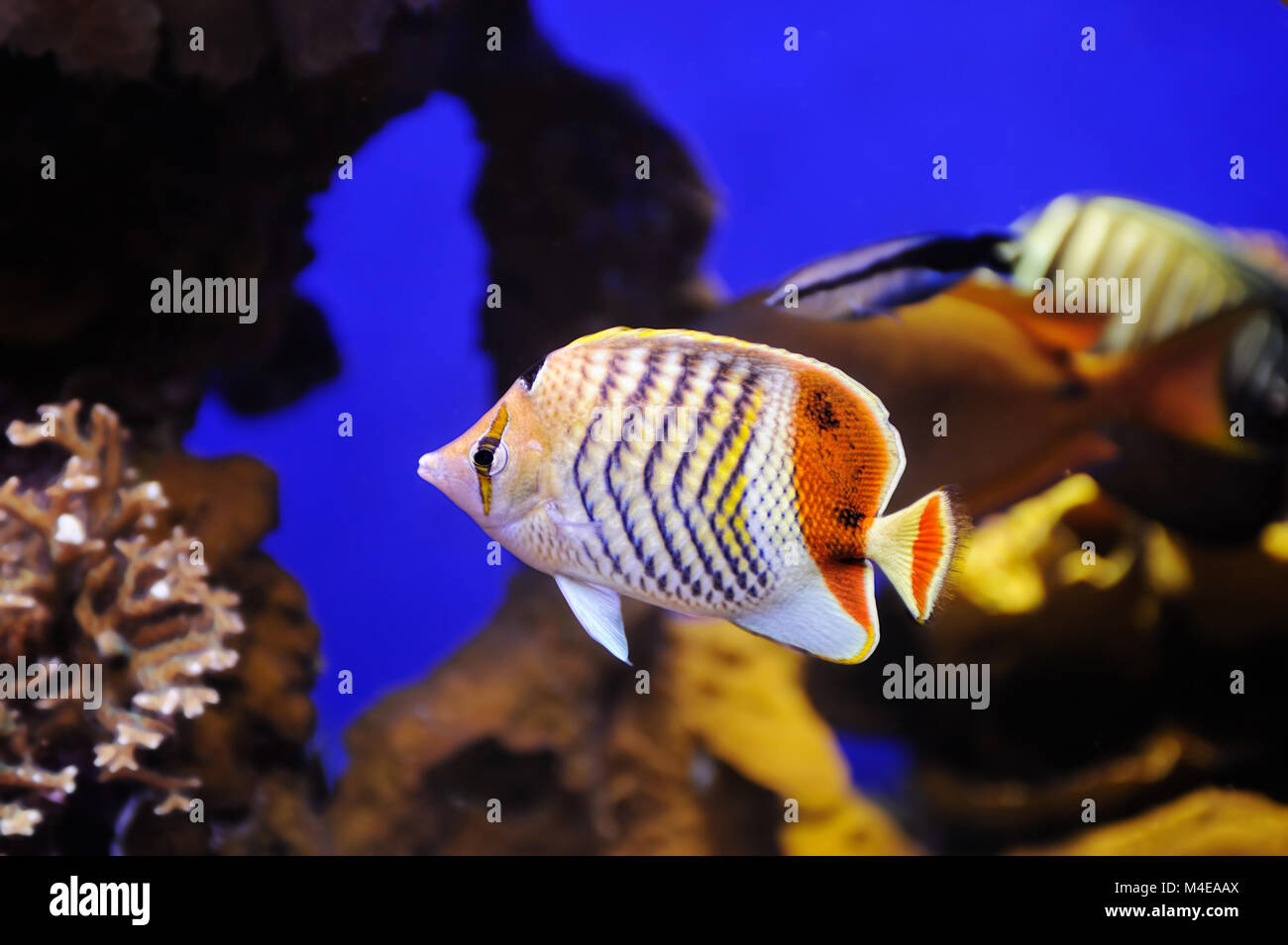 Fish in the crown hi-res stock photography and images - Alamy