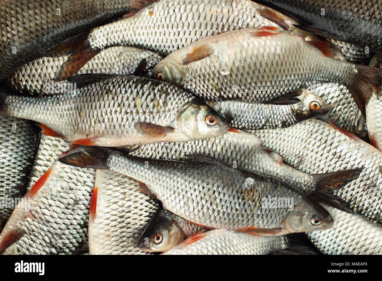 roach successful fishing Stock Photo - Alamy