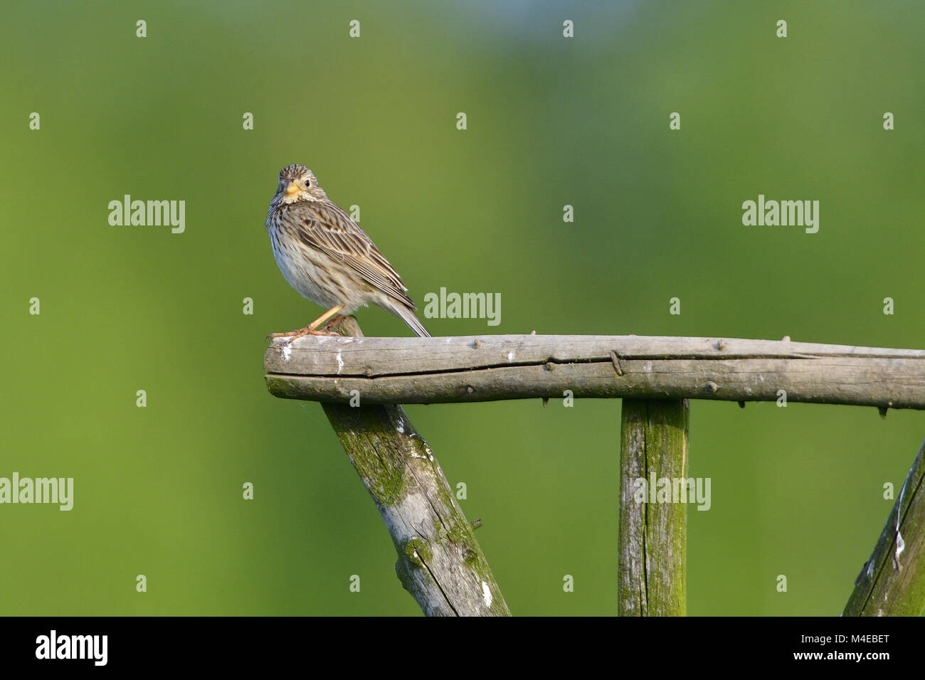 The field bunting hi-res stock photography and images - Alamy