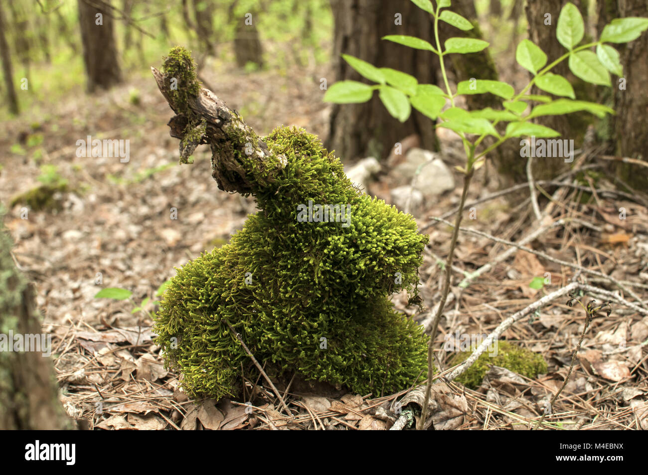 Dry wood with moss Stock Photo - Alamy