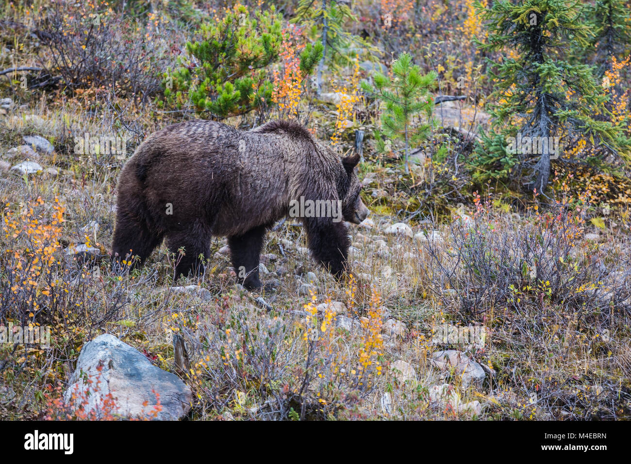 Black bear in tree hi-res stock photography and images - Alamy