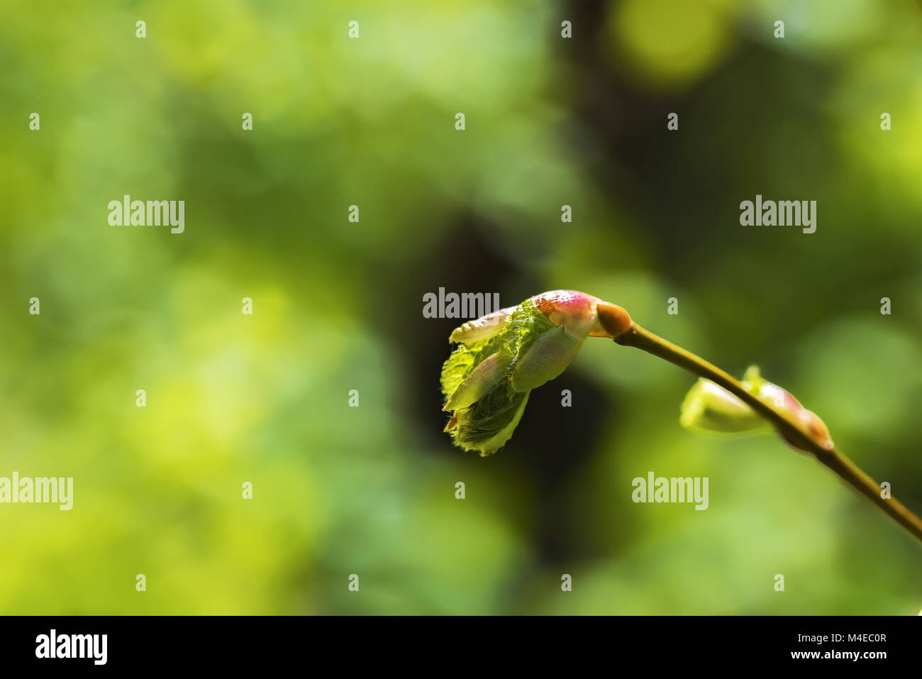 The bud of a tree hi-res stock photography and images - Alamy